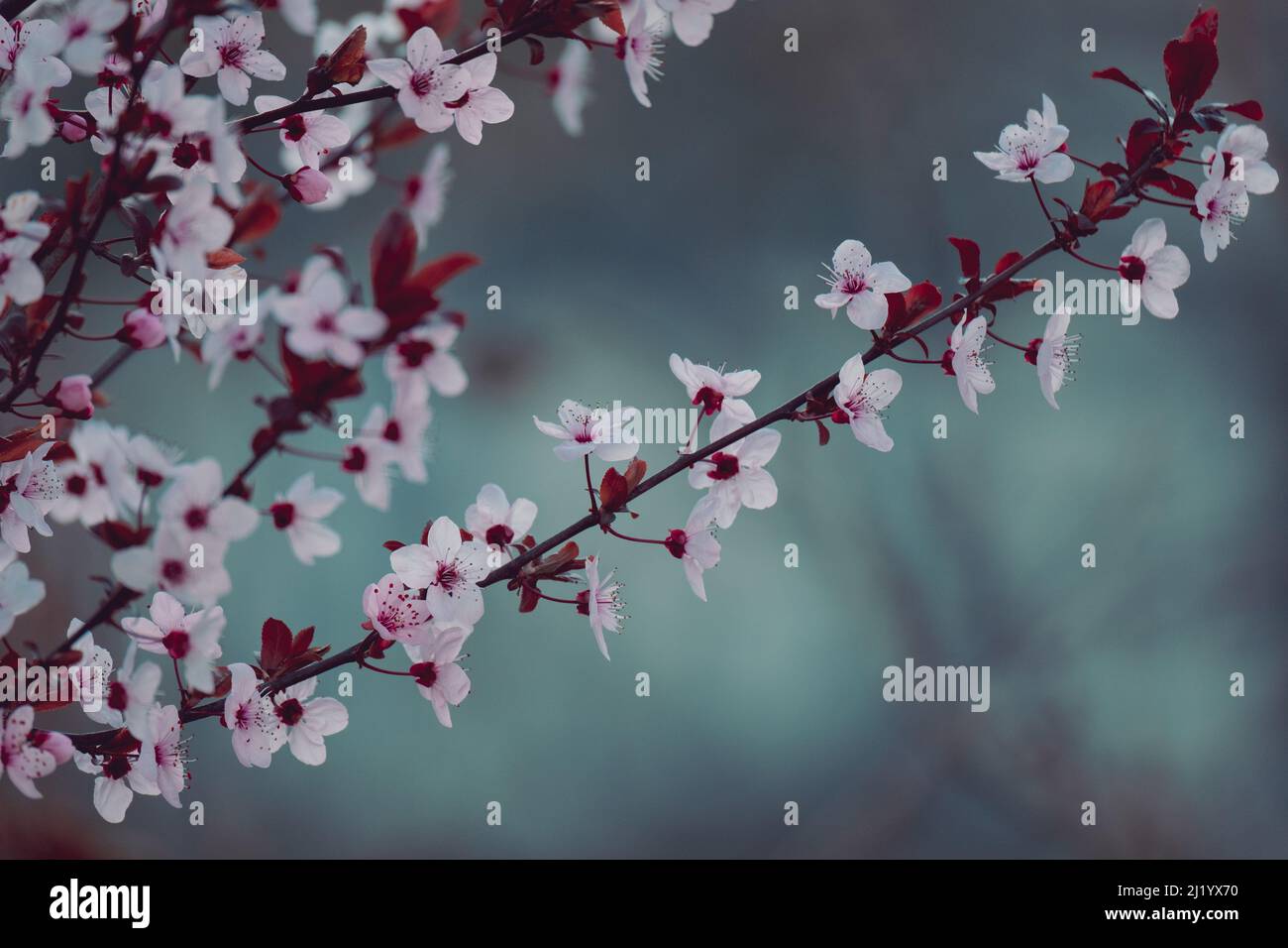 Natural spring background cherry tree branches blooming Stock Photo - Alamy