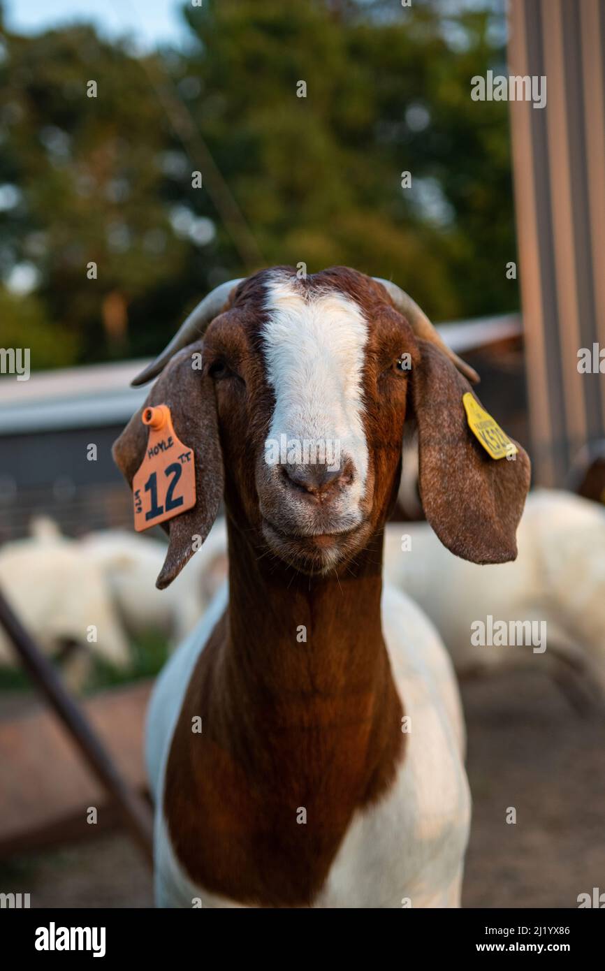A portrait of a numbered goat Stock Photo - Alamy