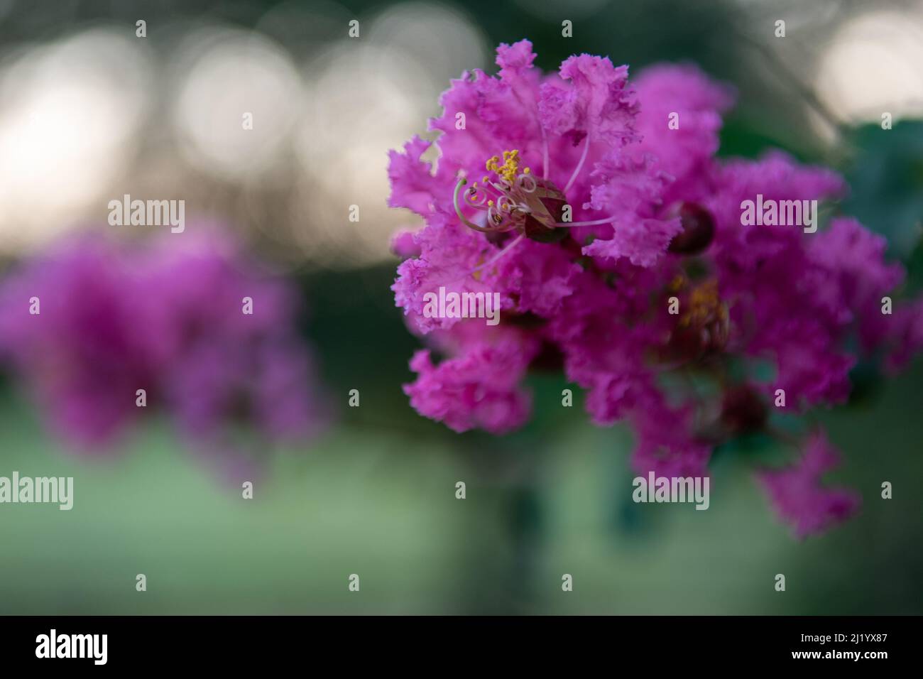 A closeup shot of Crape Myrtle flowers in bloom Stock Photo - Alamy