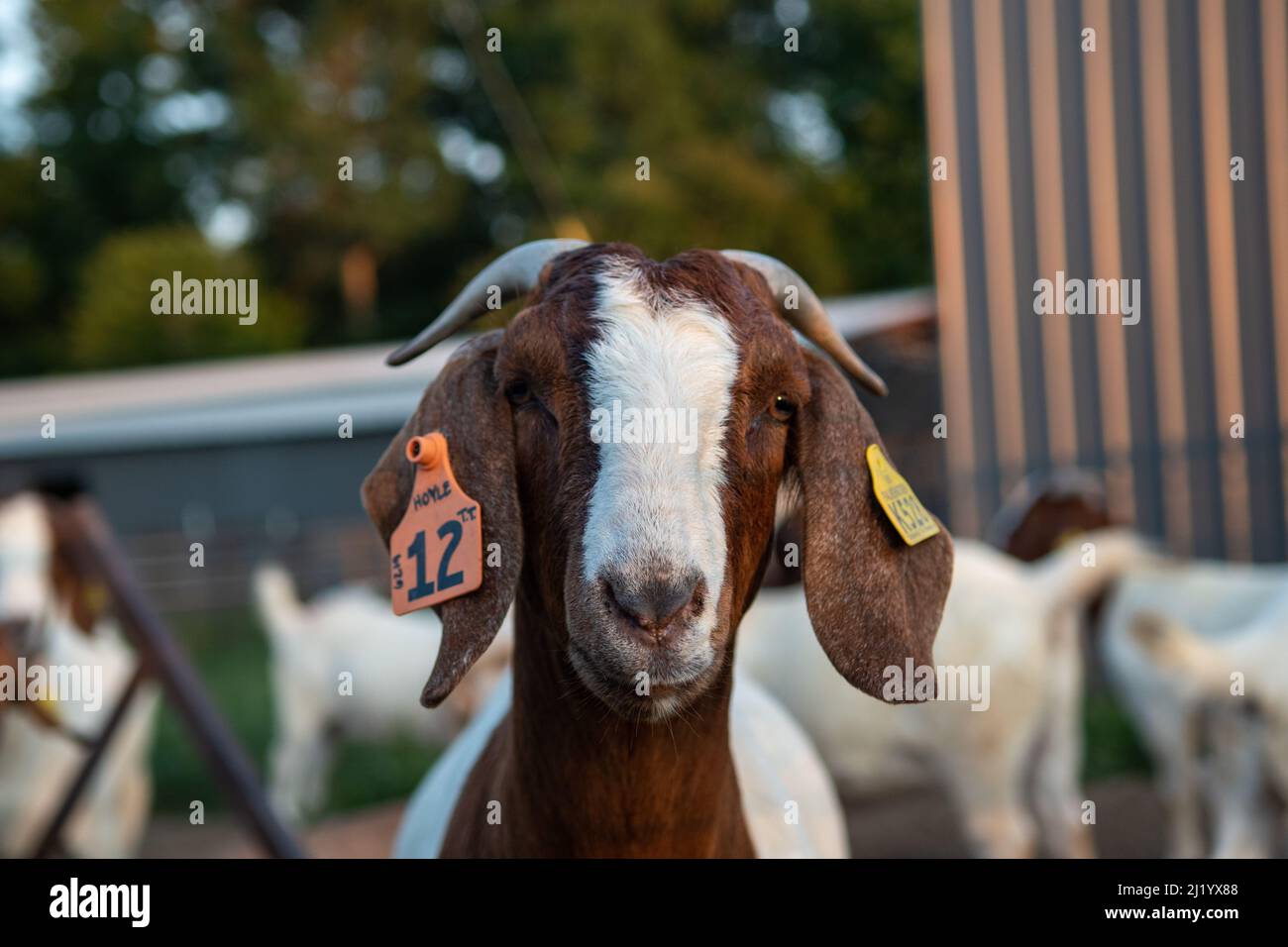 A portrait of a numbered goat Stock Photo - Alamy