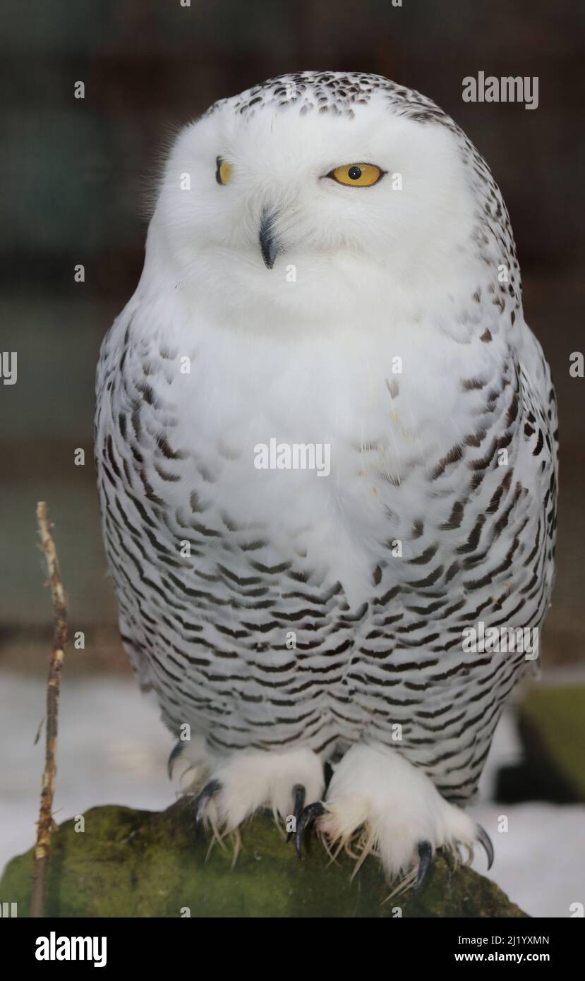 Schnee-Eule / Snowy owl / Bubo scandiacus Stock Photo - Alamy