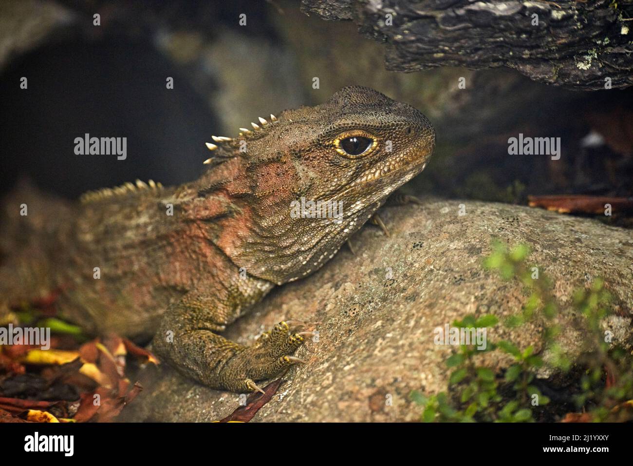 Tuatara Classification