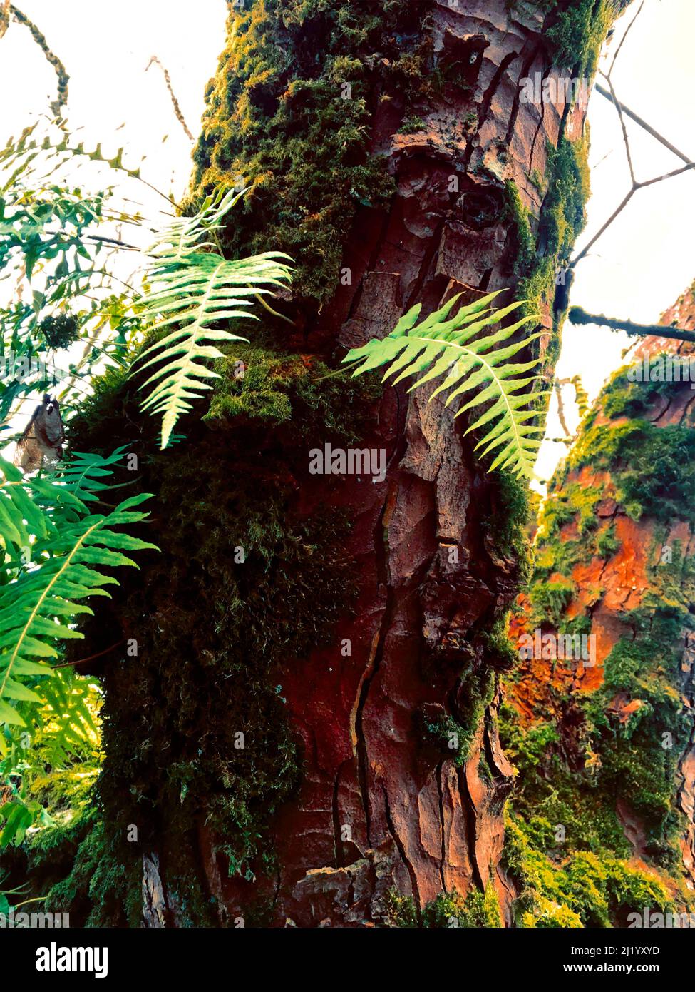 tree trunk with fire branches Stock Photo - Alamy