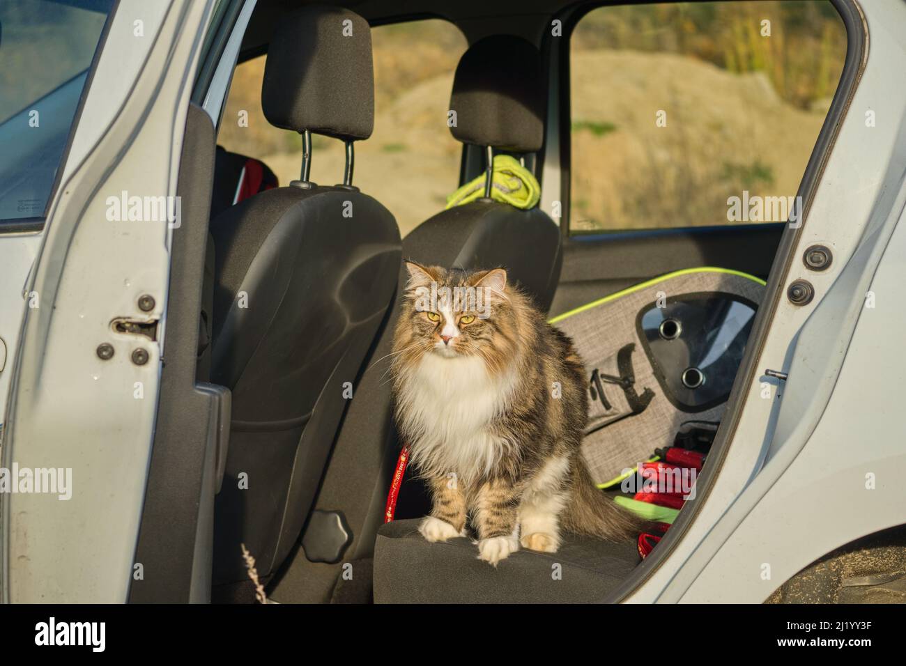 Pedigree car hi-res stock photography and images - Alamy