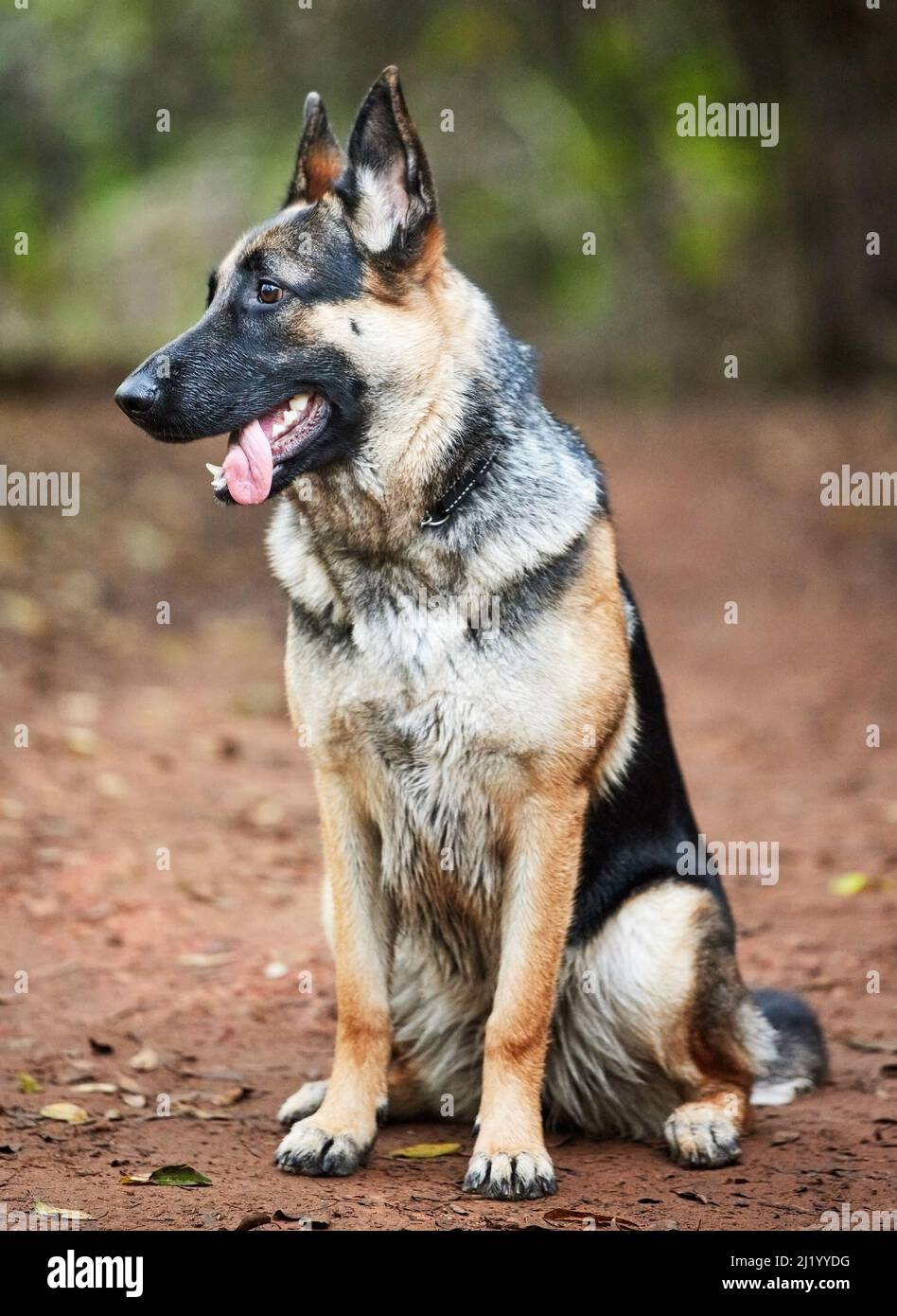 What do dogs do on their day off. Shot of an adorable german shepherd ...