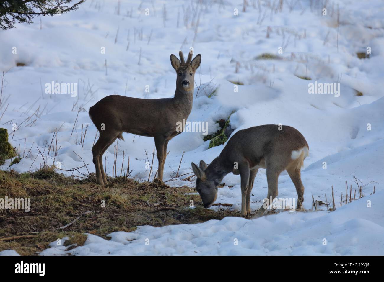 Europäisches Reh / Roe deer / Capreolus capreolus Stock Photo - Alamy