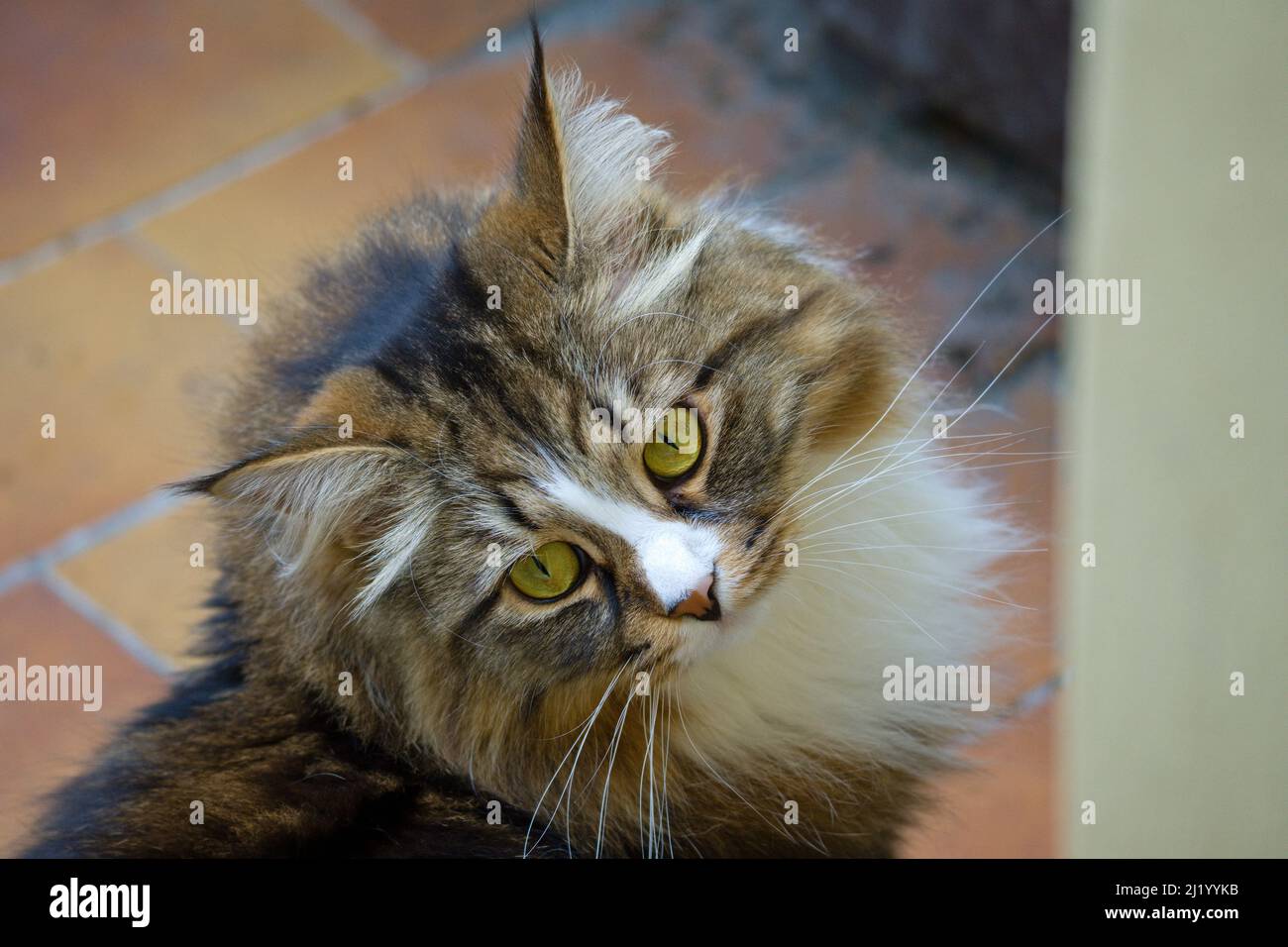 Alvin - Portrait of a Siberian cat Stock Photo - Alamy
