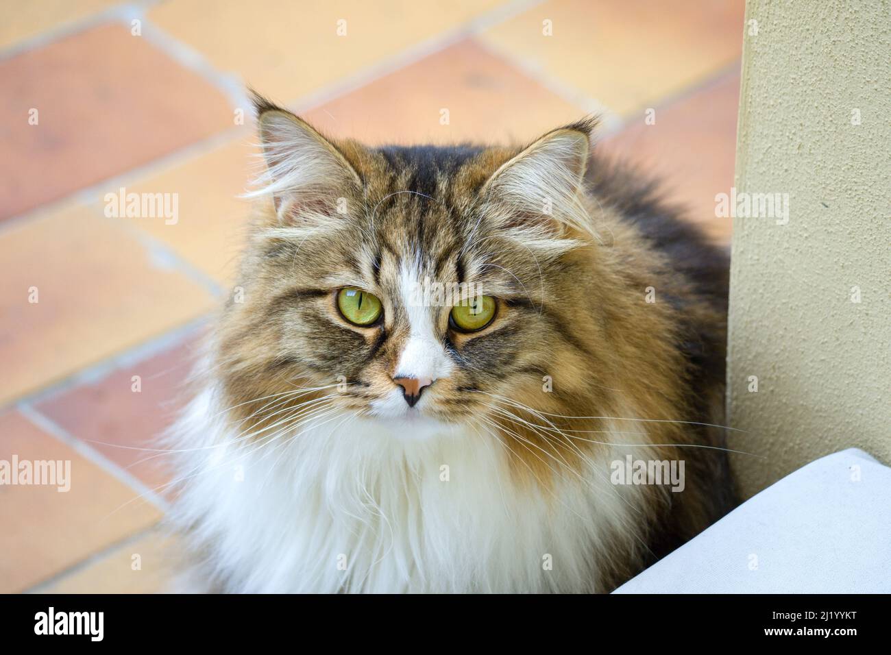 Alvin - Portrait of a Siberian cat Stock Photo - Alamy