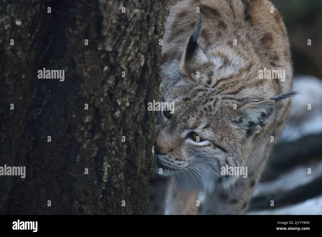 Eurasischer Luchs / Eurasian lynx / Lynx lynx Stock Photo - Alamy
