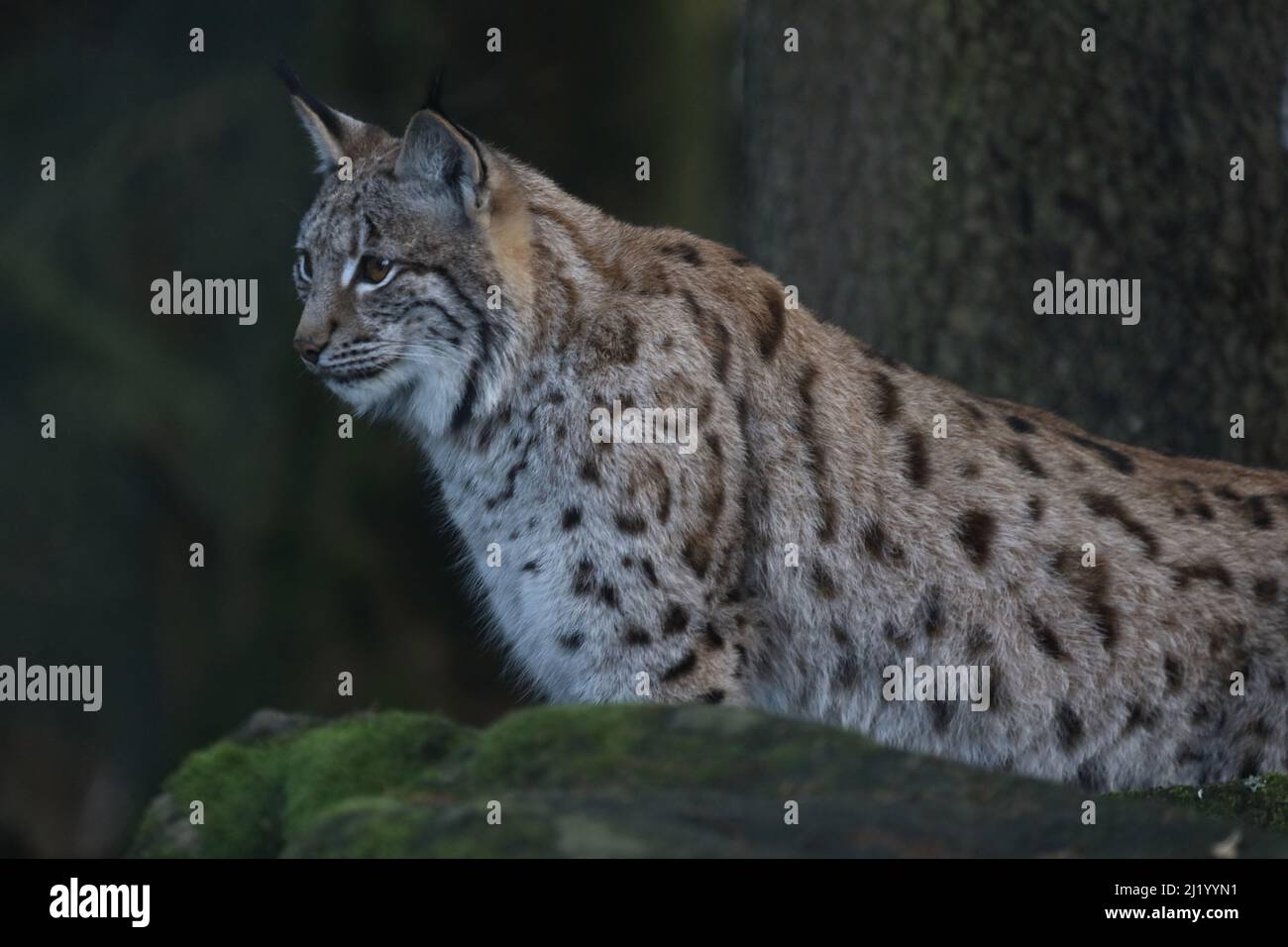 Eurasischer Luchs / Eurasian lynx / Lynx lynx Stock Photo - Alamy