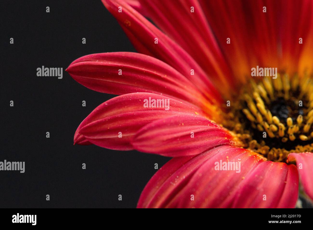 Osteospermum red hi-res stock photography and images - Alamy