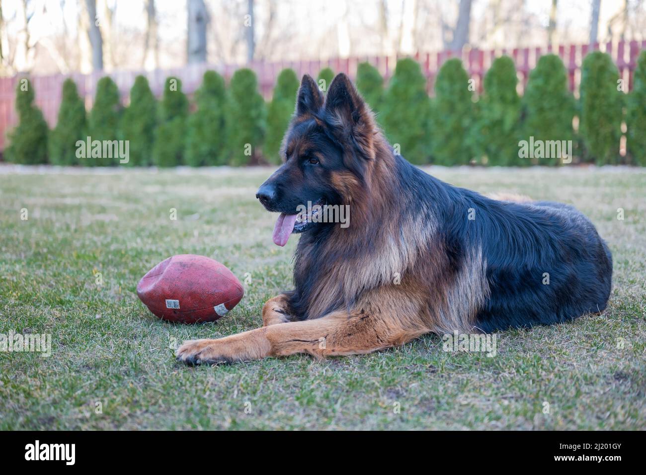 beautiful big dog german shepherd Stock Photo - Alamy