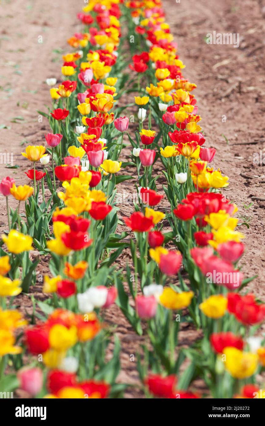 tulip flowers in garden with bright colors Stock Photo - Alamy