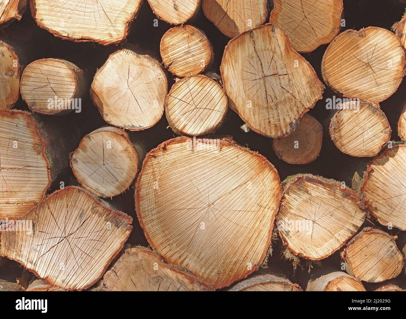 Timber pile hi-res stock photography and images - Alamy
