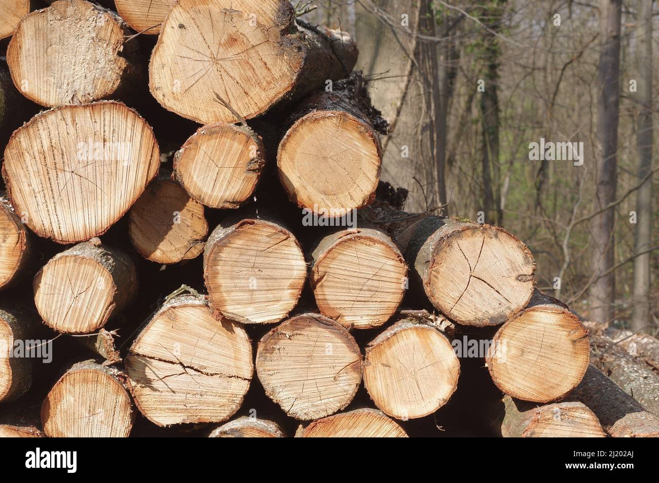 Timber pile ready for transport Stock Photo - Alamy