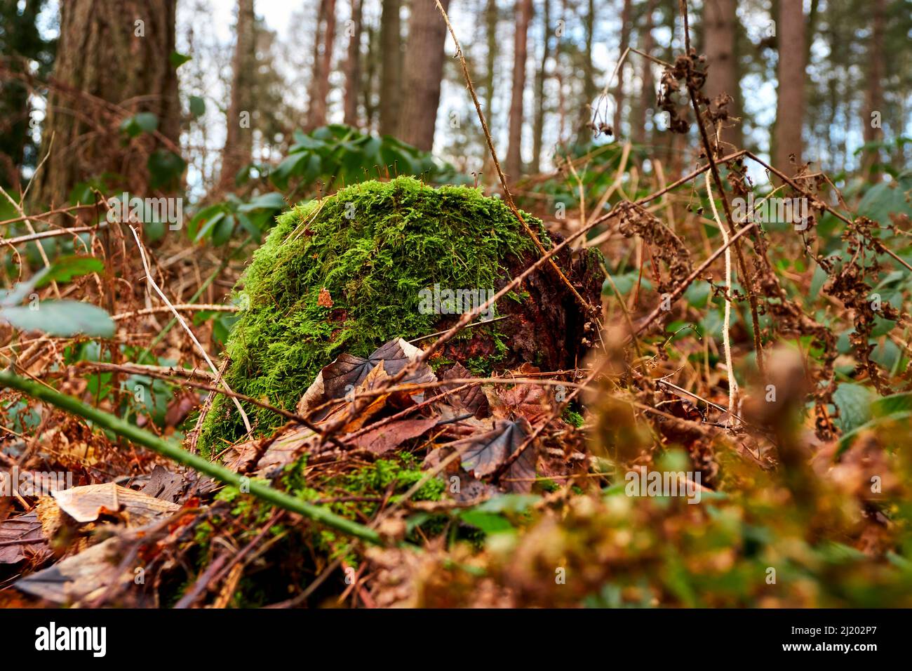 Uk moss ecosystem hi-res stock photography and images - Alamy
