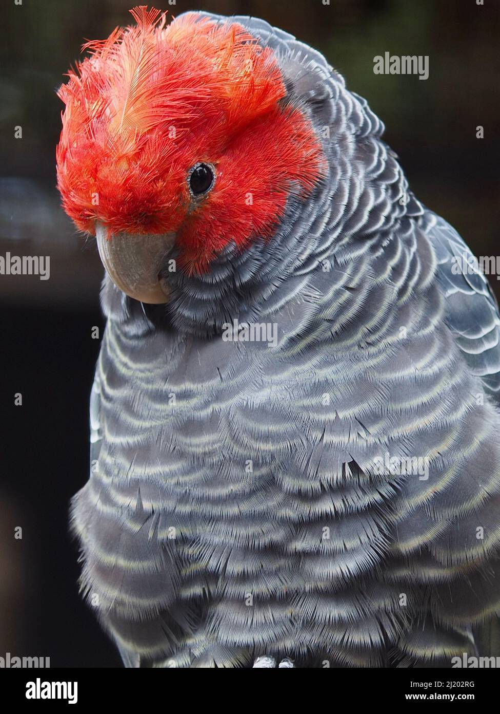 Mesmerising enchanting male Gang-gang Cockatoo with dazzling vibrant ...
