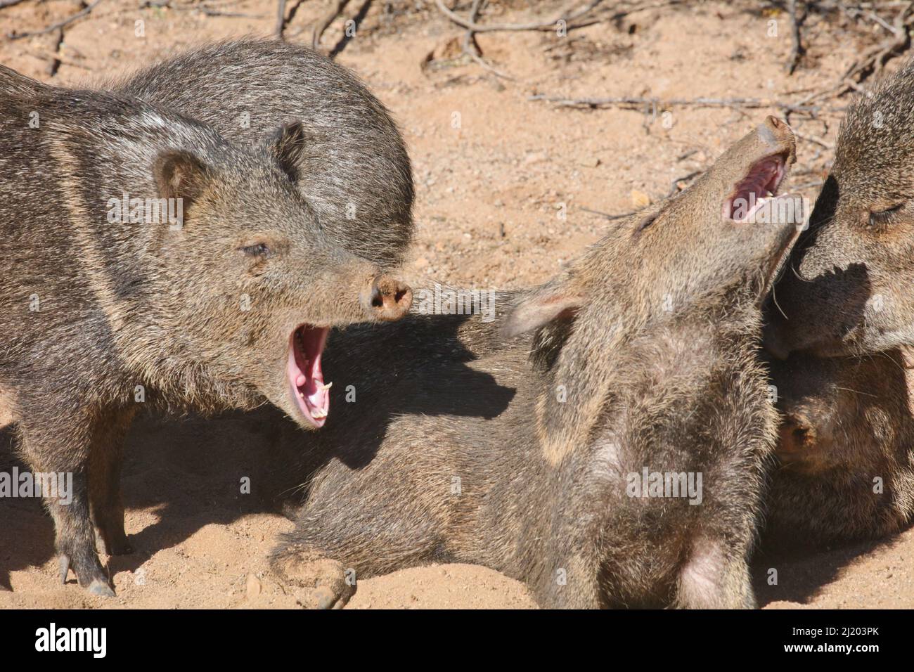 Javelina Teeth