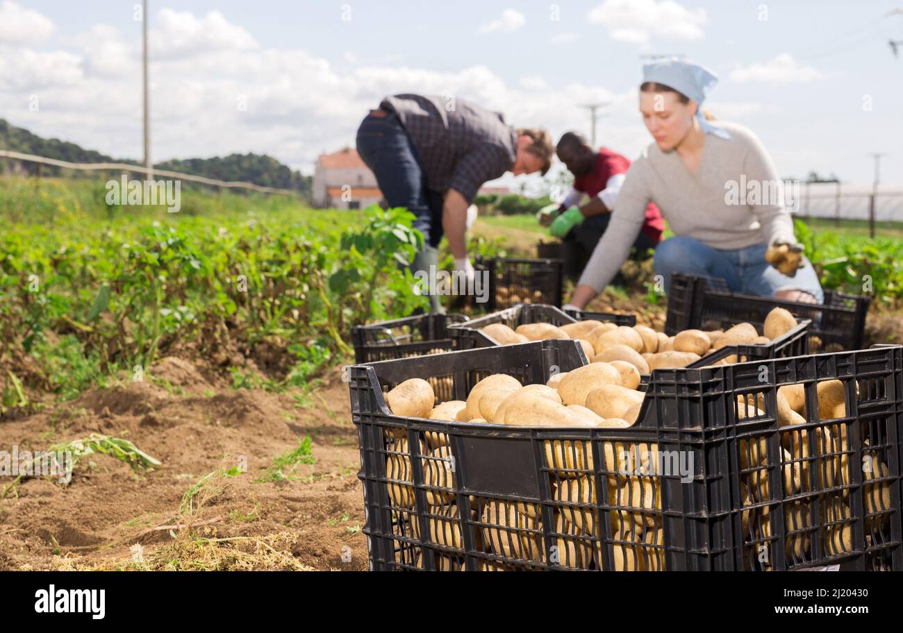 Woman gardener during harvesting of potatoes, men working Stock Photo - Alamy