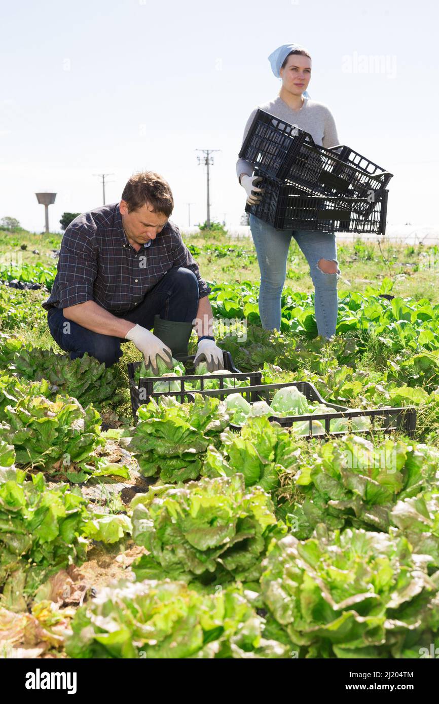 Farmer couple gathering crop hi-res stock photography and images - Alamy