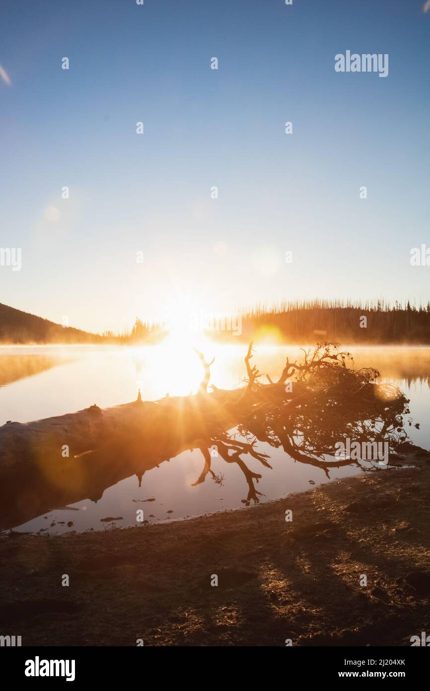 A beautiful landscape view of fallen tree trunk on the lakeshore with ...