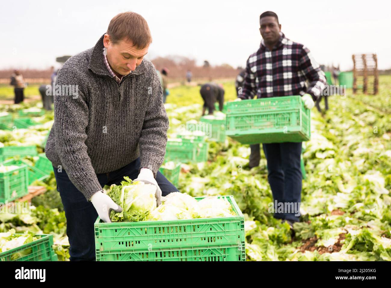 Male workers on the field stack lettuce in boxes Stock Photo - Alamy