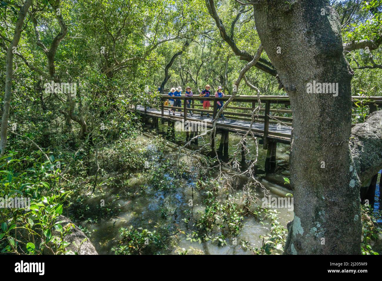 Wynnum Mangrove Boardwalk on the shores of the Southern Moreton Bay ...
