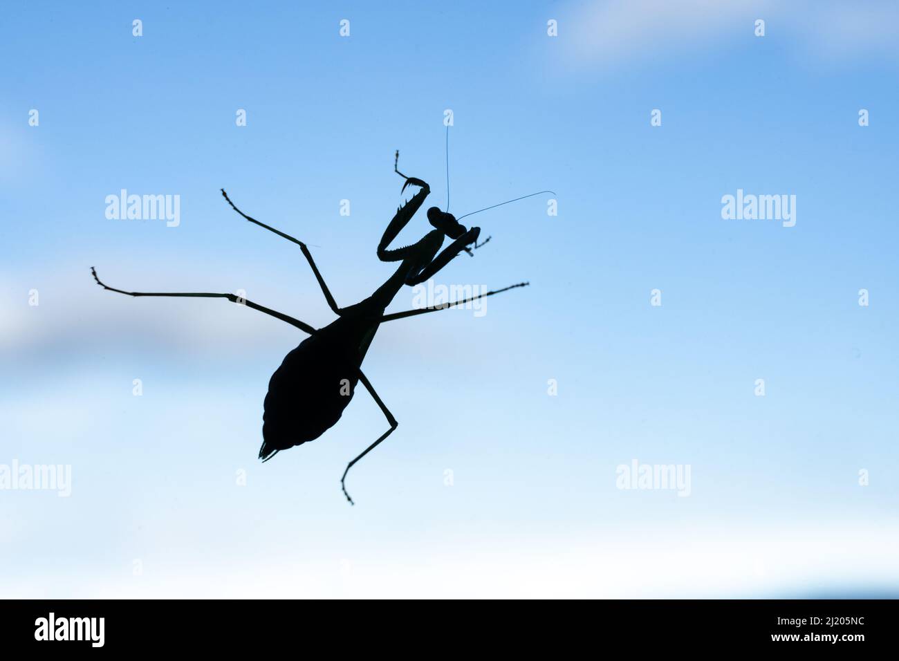praying mantis insect silhouette against blue sky with fat egg filled ...