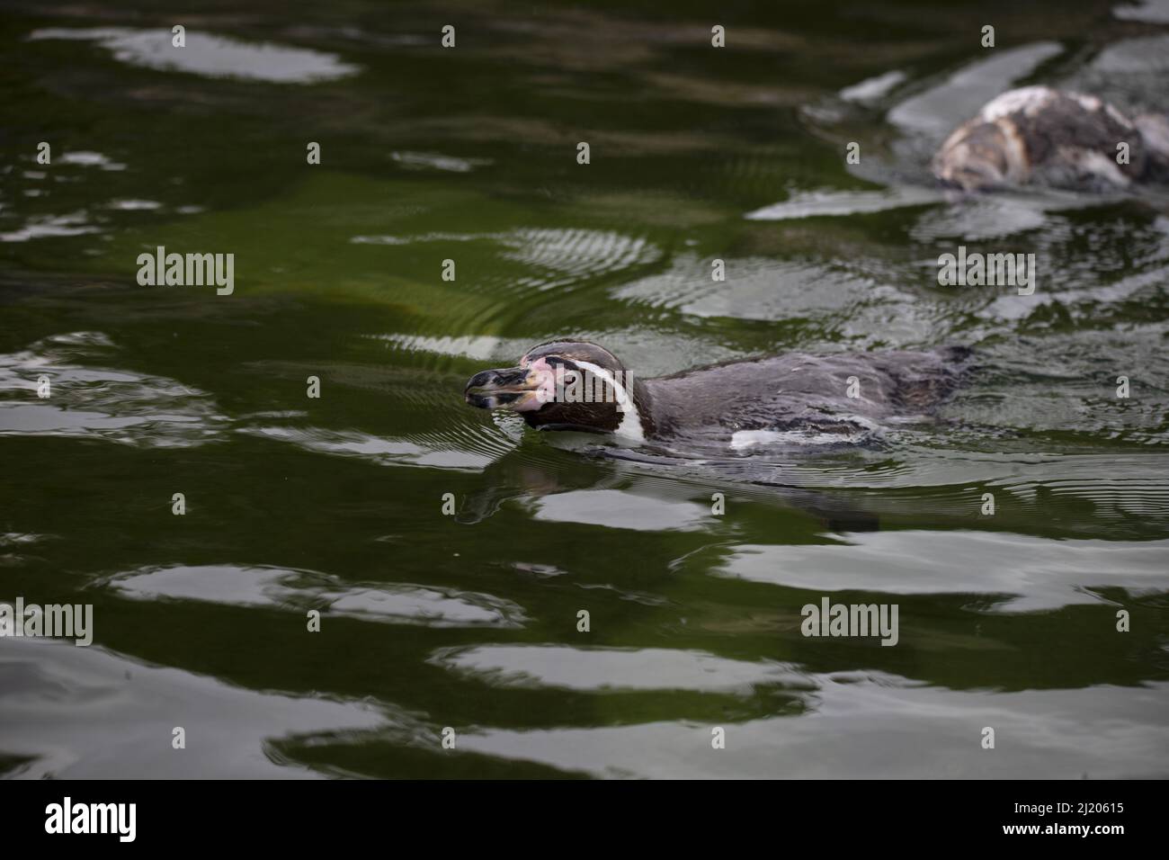 A penguin swimming on a pond in Marwell Zoo, United Kingdom Stock Photo ...