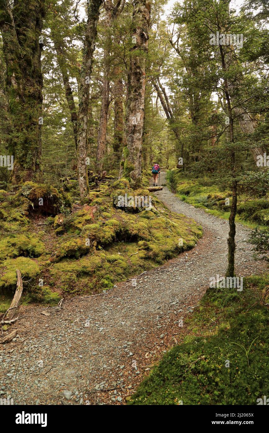 Kepler Track Fiordland New Zealand Stock Photo - Alamy