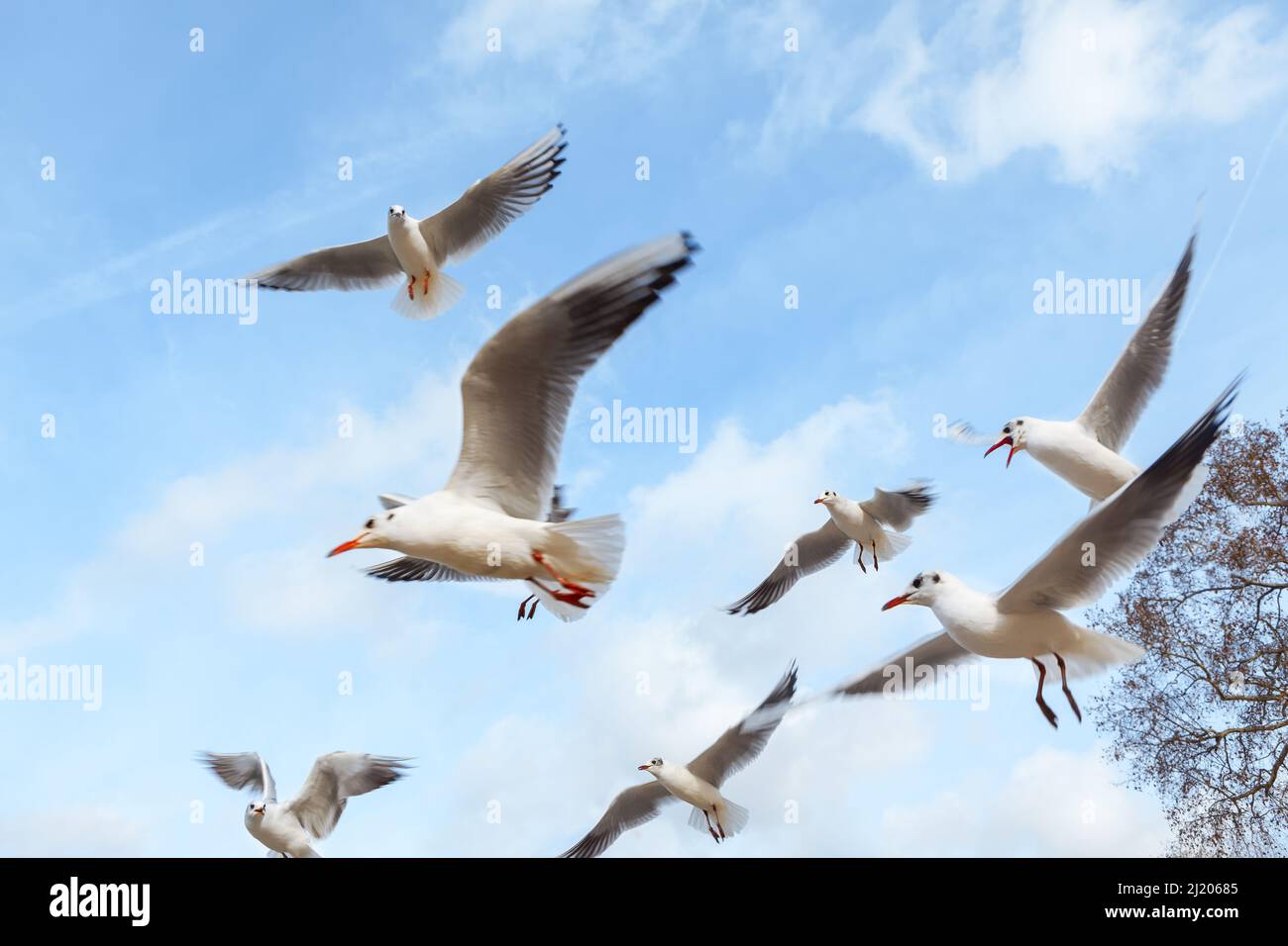 Flock seagulls in sky hovering hi-res stock photography and images - Alamy