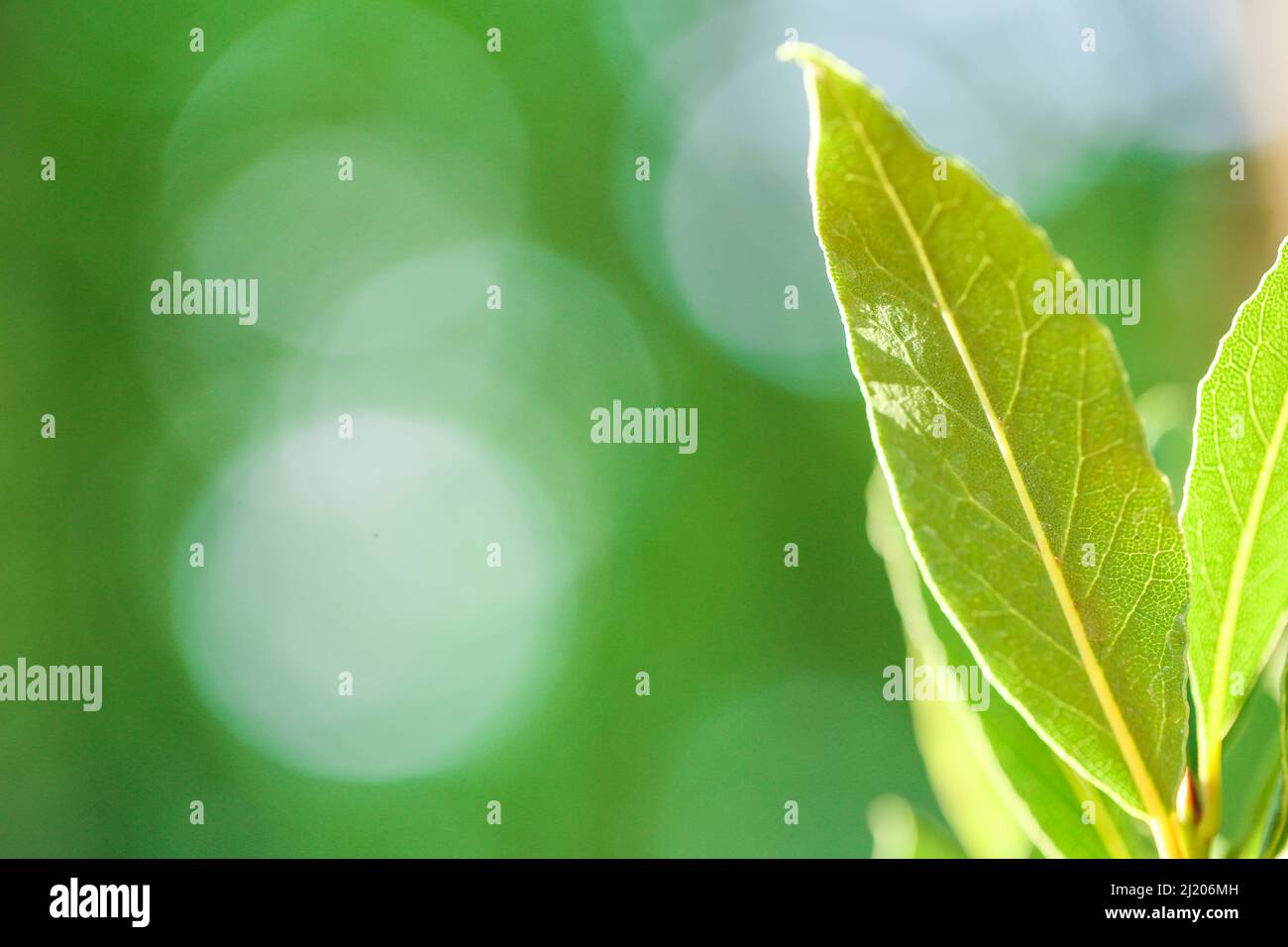 Laurel leaf.Green laurel leaves on a green background in the rays of ...