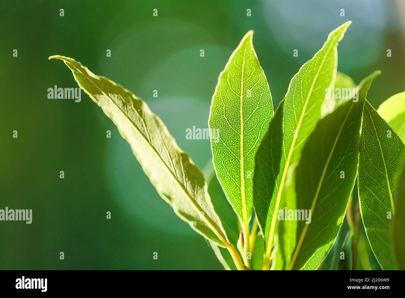 Laurel leaves hi-res stock photography and images - Alamy