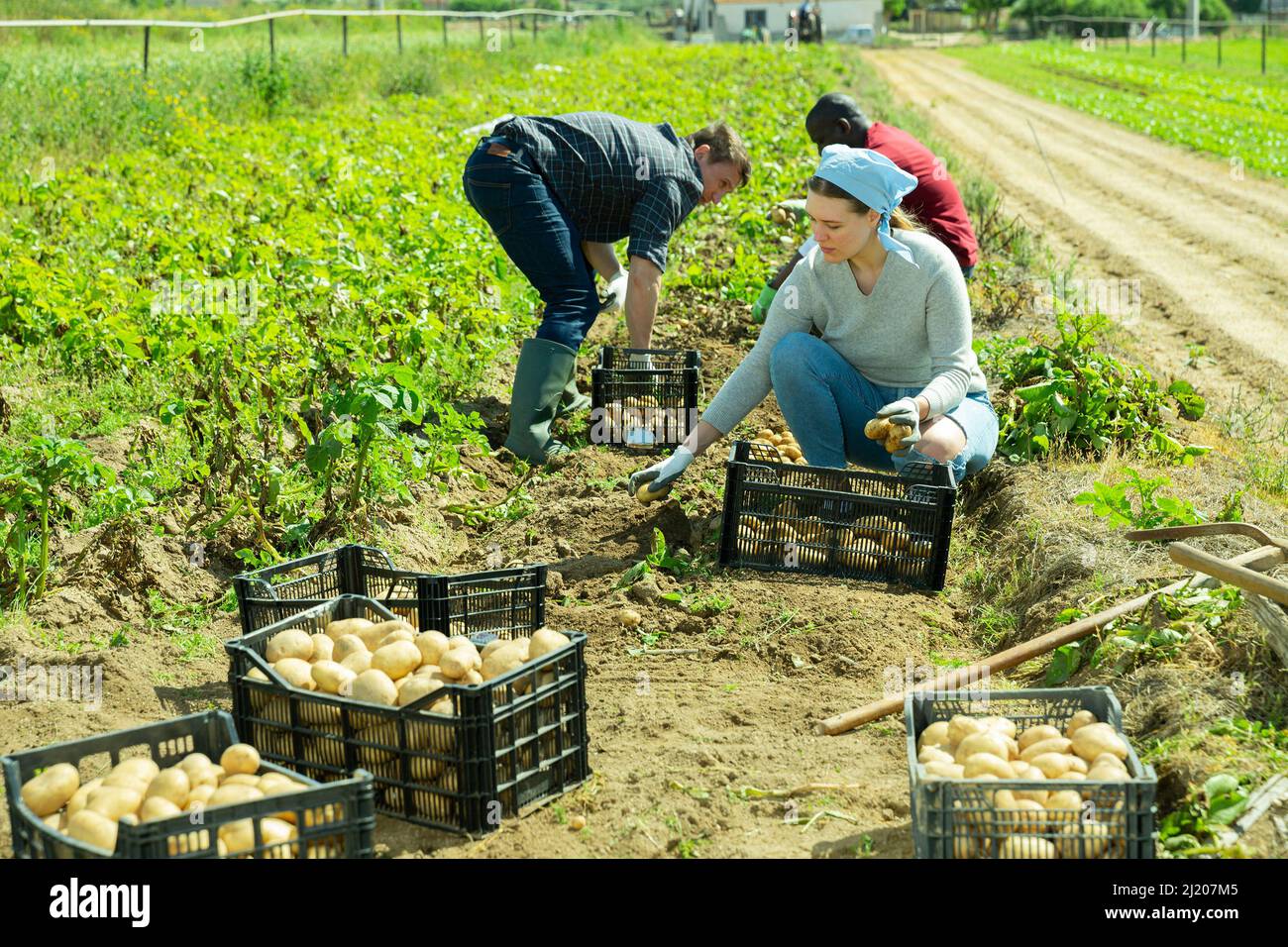 Gardeners sorting potatoes during harvesting outdoor Stock Photo - Alamy
