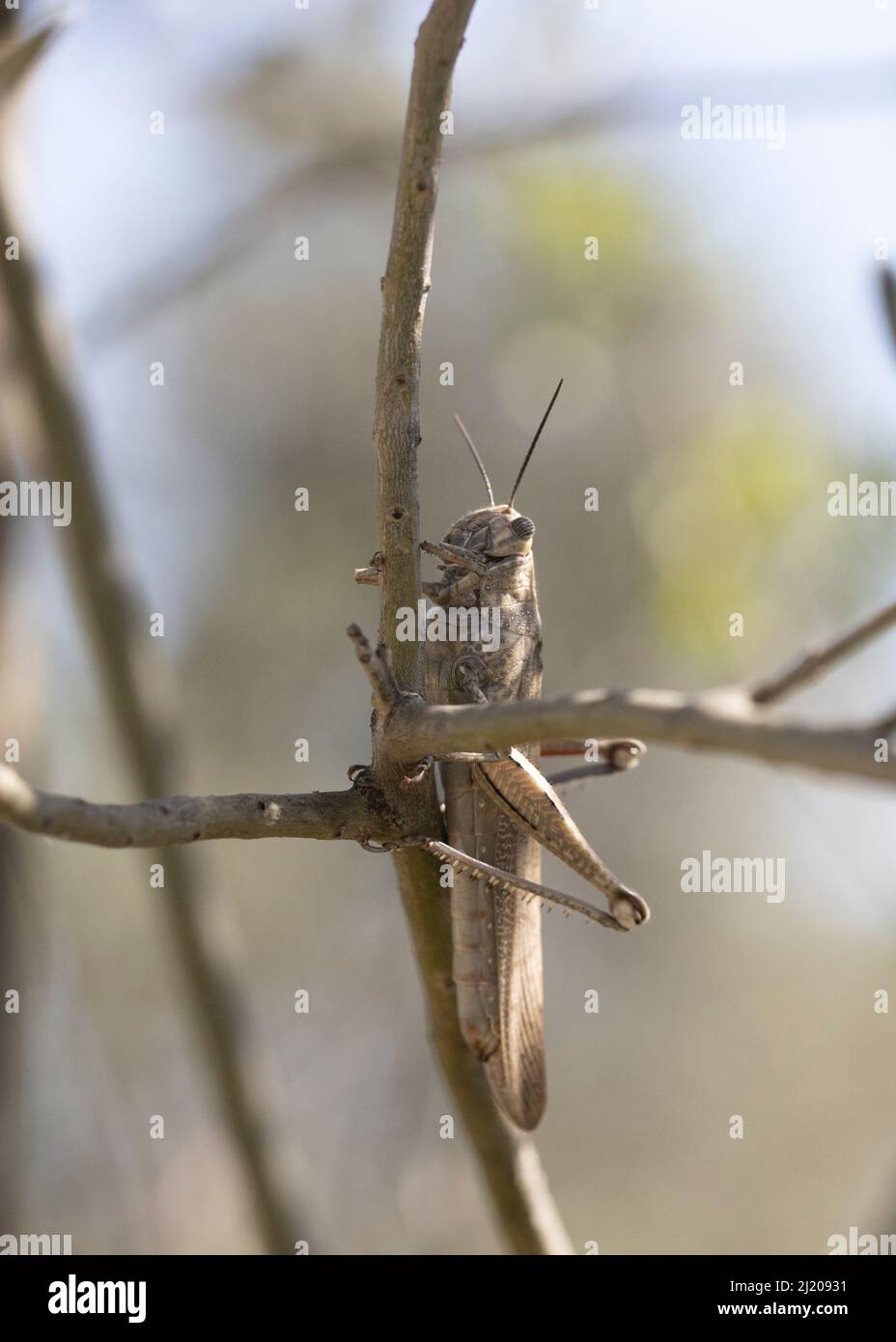 Migratory locust jump hi-res stock photography and images - Alamy