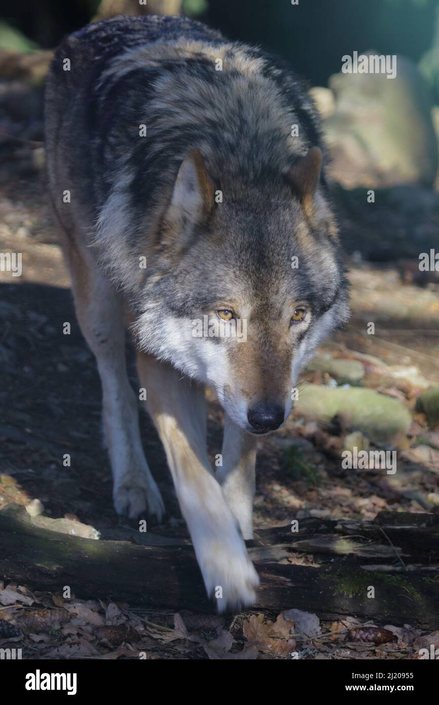 Wolf / Wolf / Canis lupus Stock Photo - Alamy