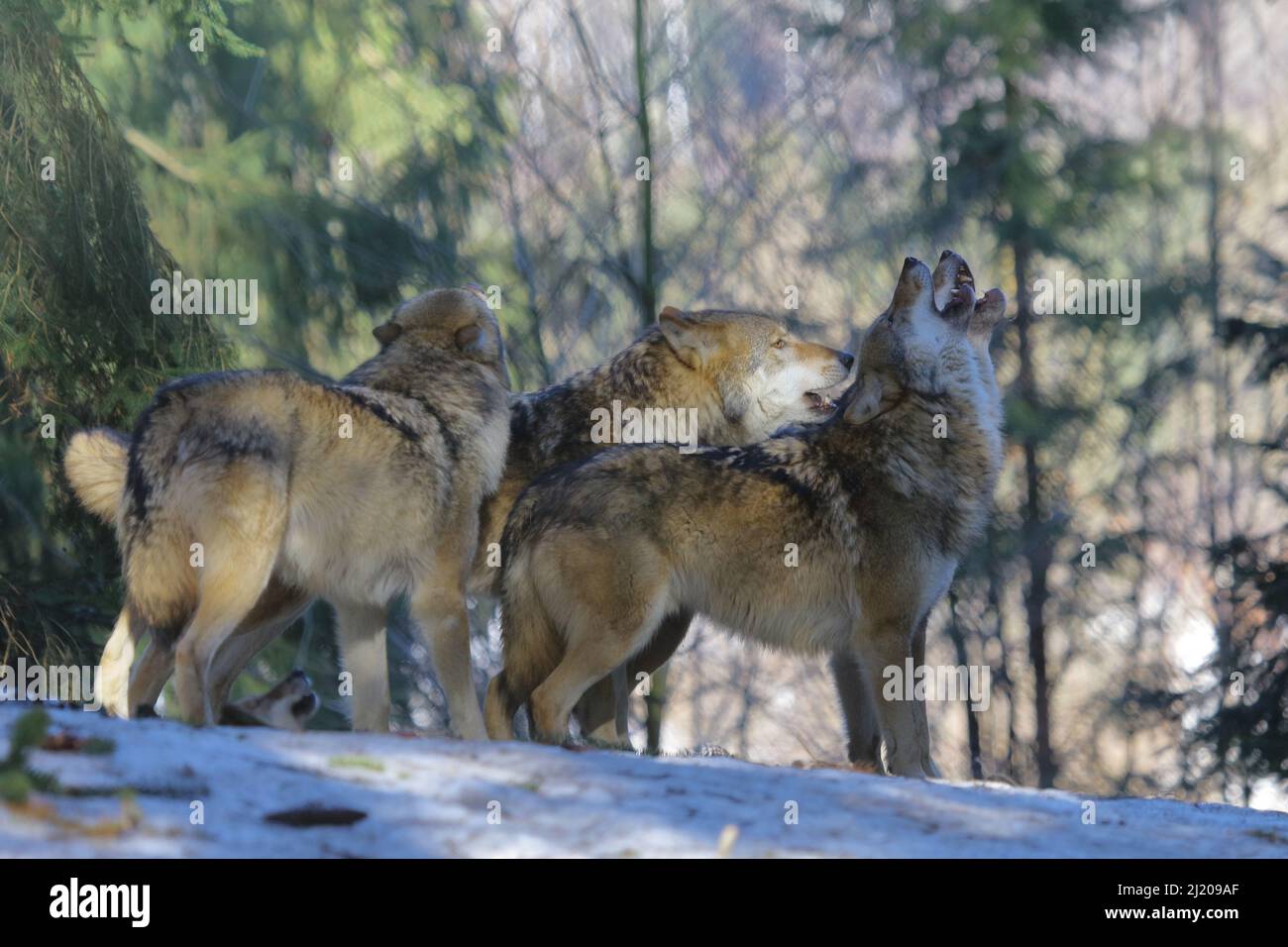 Wolf / Wolf / Canis lupus Stock Photo - Alamy