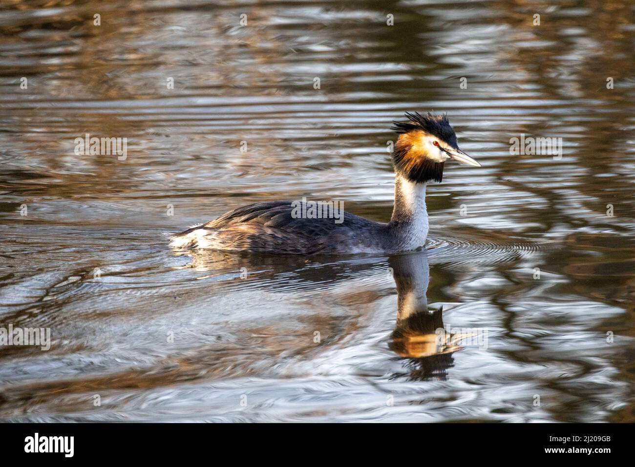 Great Crested Grebe, Podiceps cristatus. High quality photo Stock Photo ...