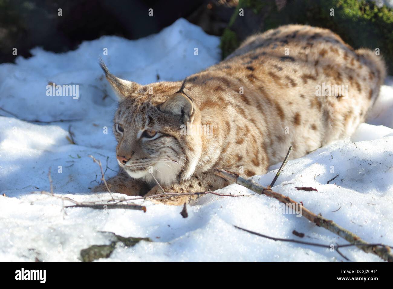 Eurasischer Luchs / Eurasian lynx / Lynx lynx Stock Photo - Alamy
