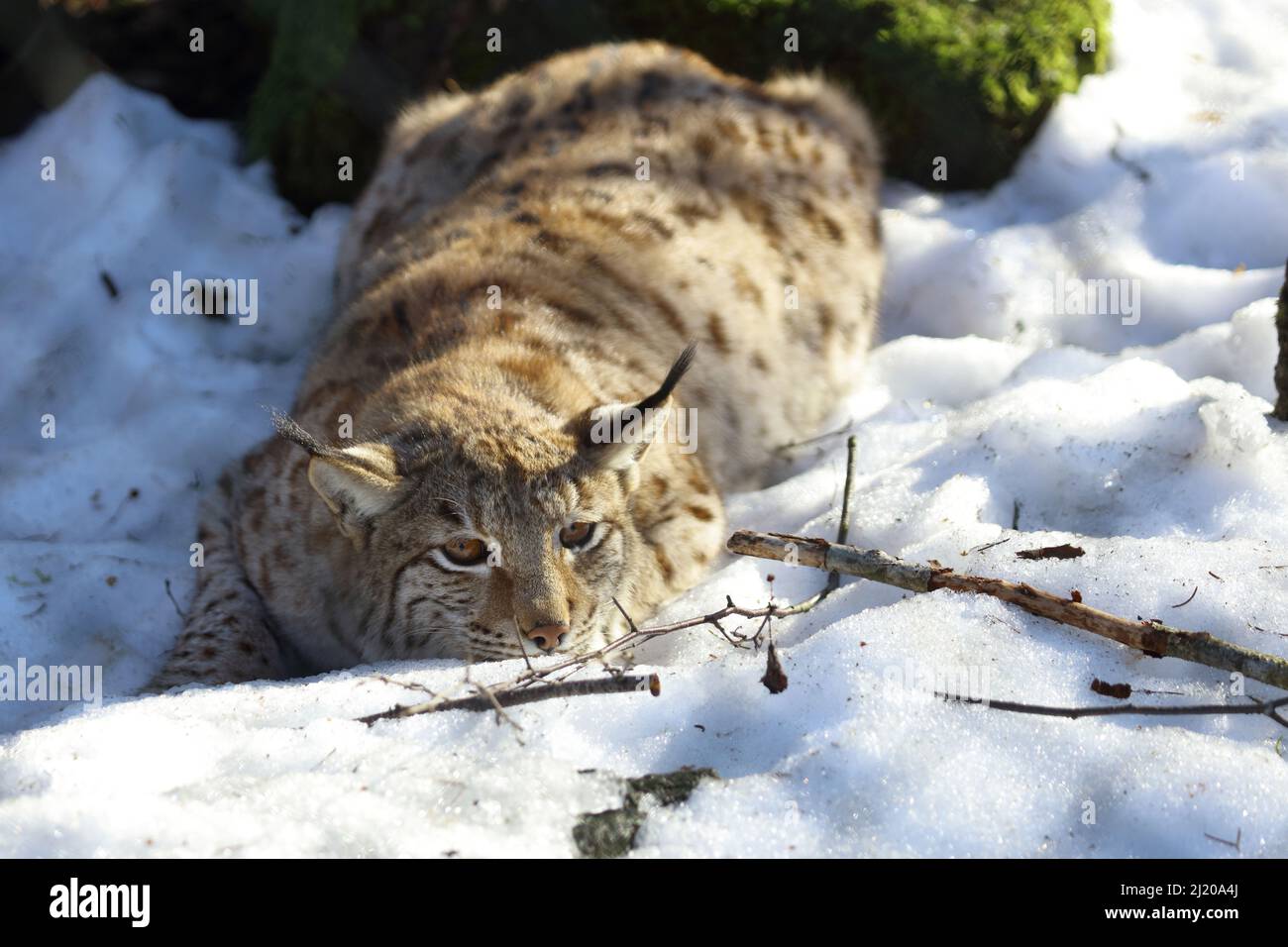 Eurasischer Luchs / Eurasian lynx / Lynx lynx Stock Photo - Alamy