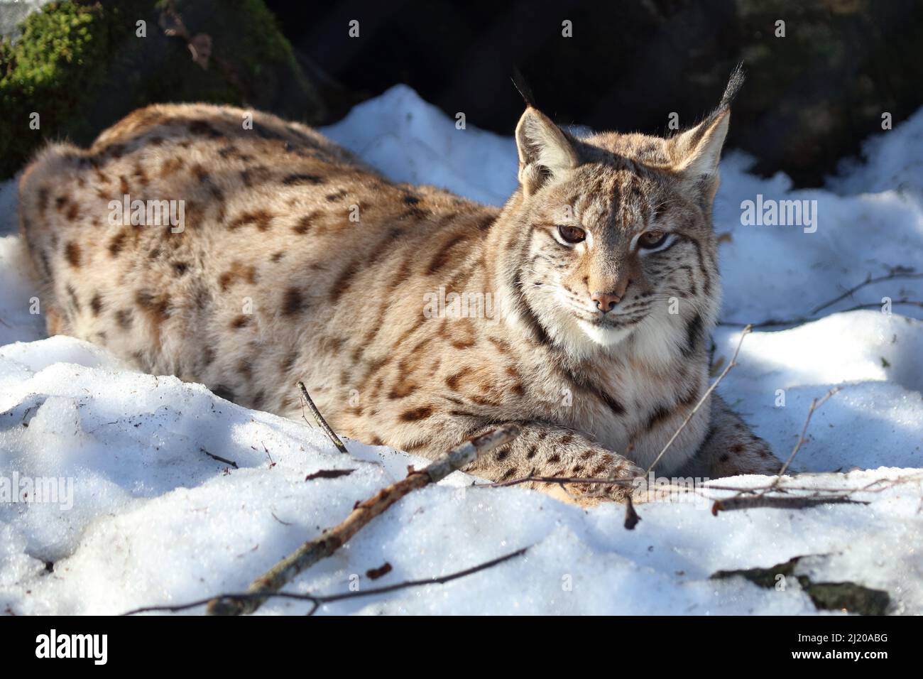 Eurasischer Luchs / Eurasian lynx / Lynx lynx Stock Photo - Alamy