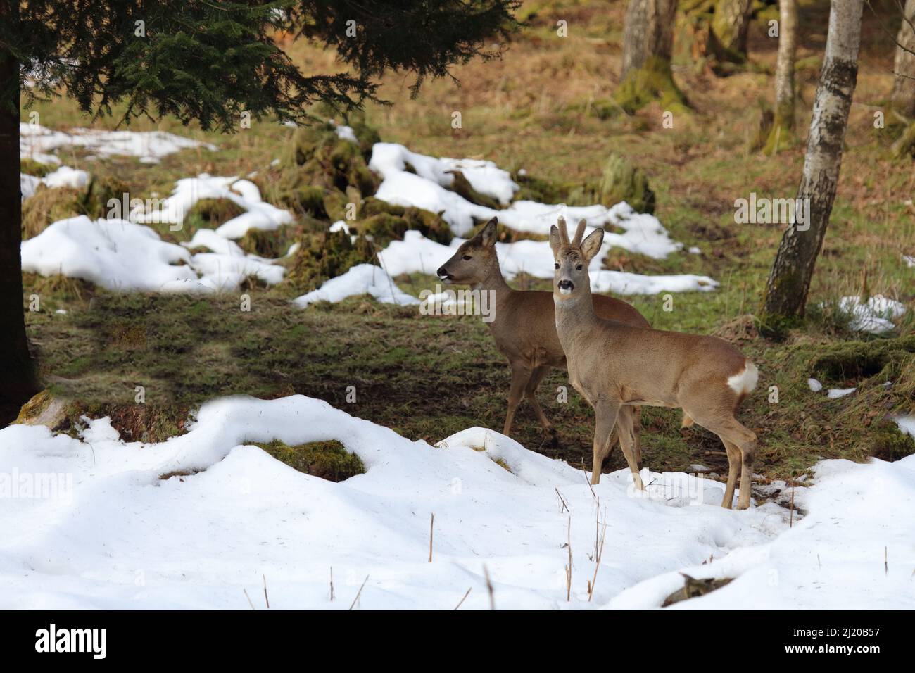 Europäisches Reh / Roe deer / Capreolus capreolus Stock Photo - Alamy