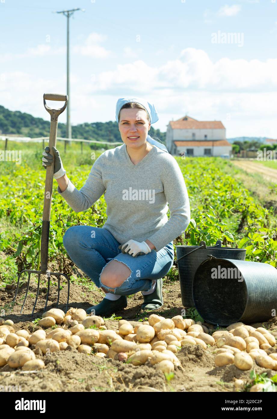 Female farmer harvests potatoes on the field and puts in bucket Stock ...