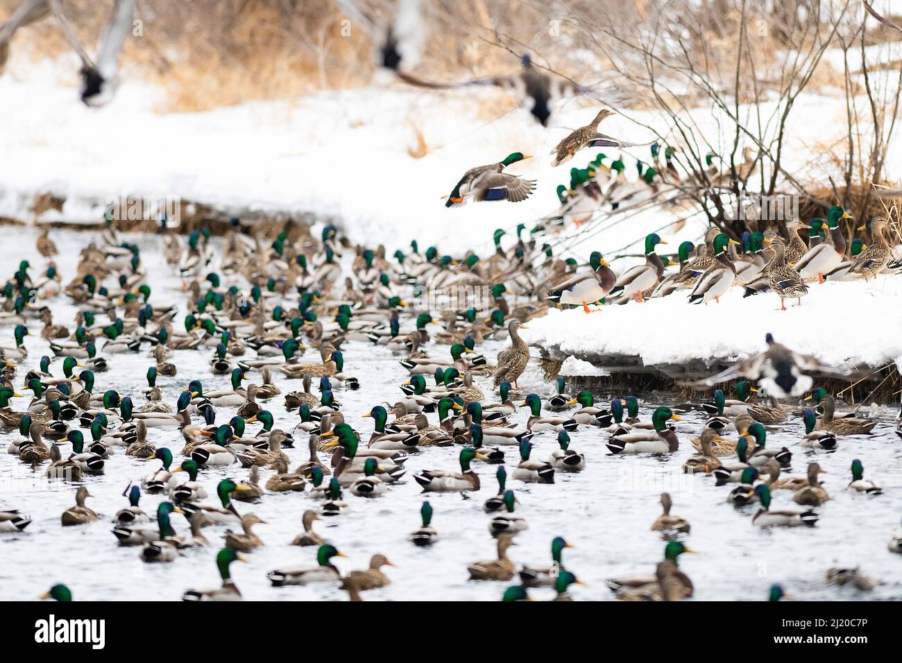 Mallard ducks in the late spring in South Dakota Stock Photo - Alamy