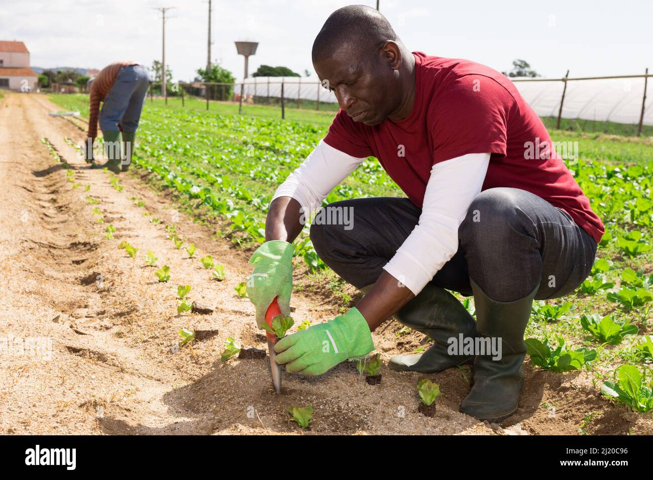 African american farm worker planting seedlings Stock Photo - Alamy