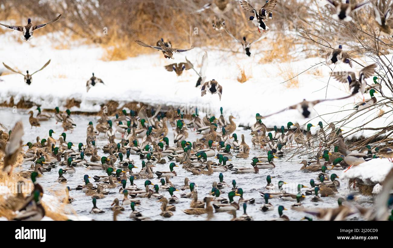 Mallard ducks in the late spring in South Dakota Stock Photo - Alamy