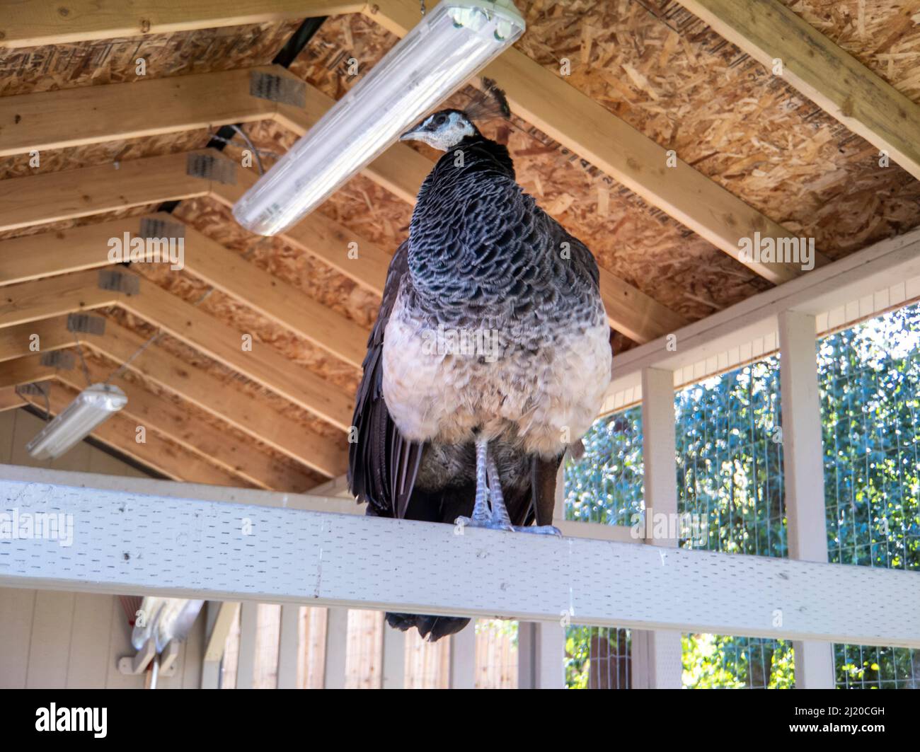 Low angle view of a pea hen roosted on a wooden beam inside an animal ...