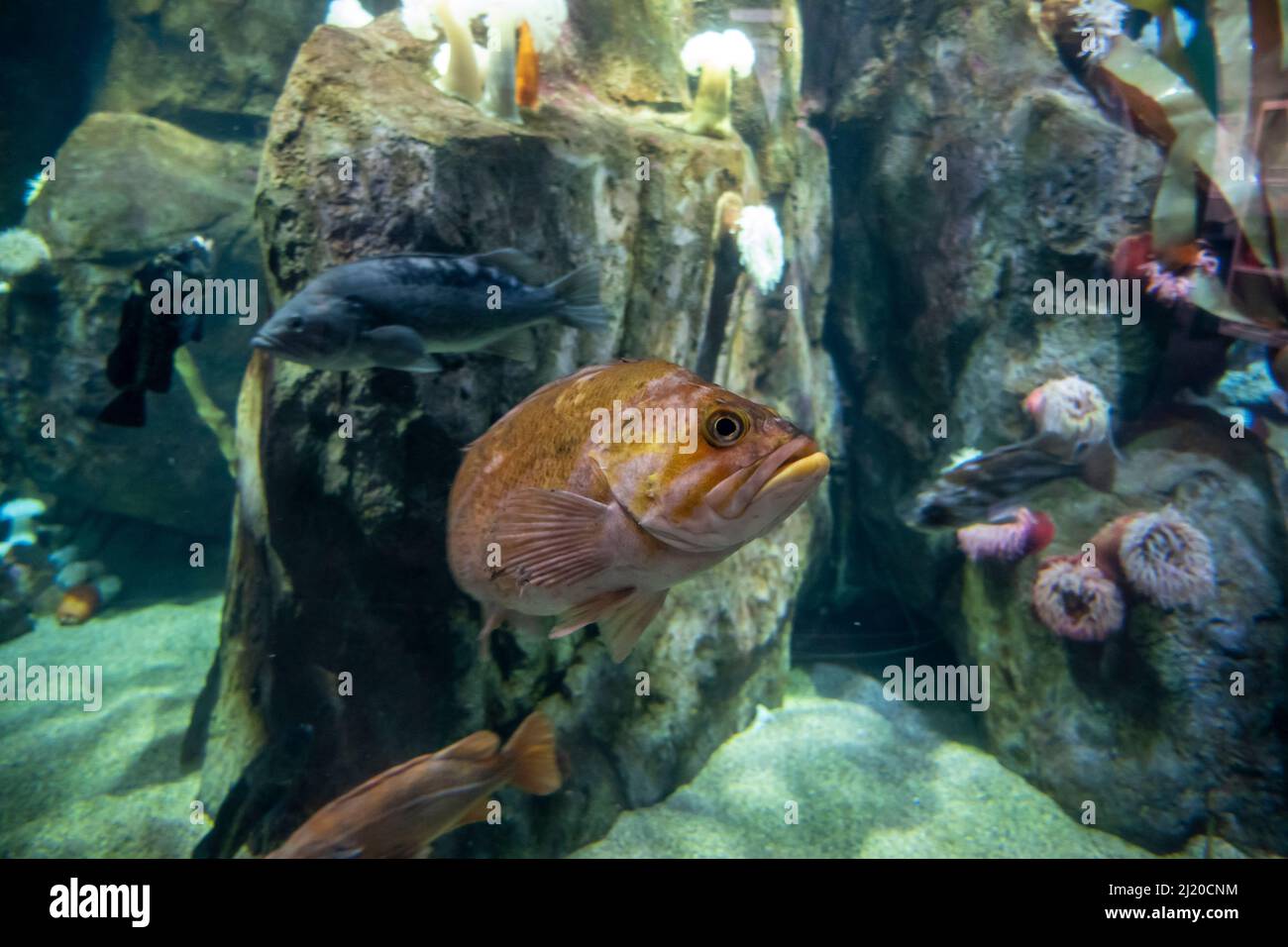 Underwater view of a copper rockfish swimming about in a tank at the ...