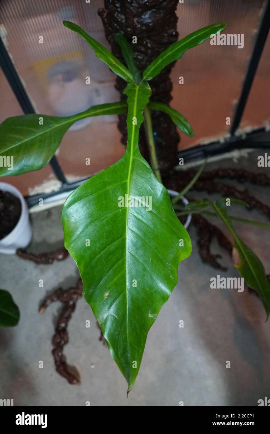 A unique green leaf of Philodendron Joepii, a rare tropical plant from ...