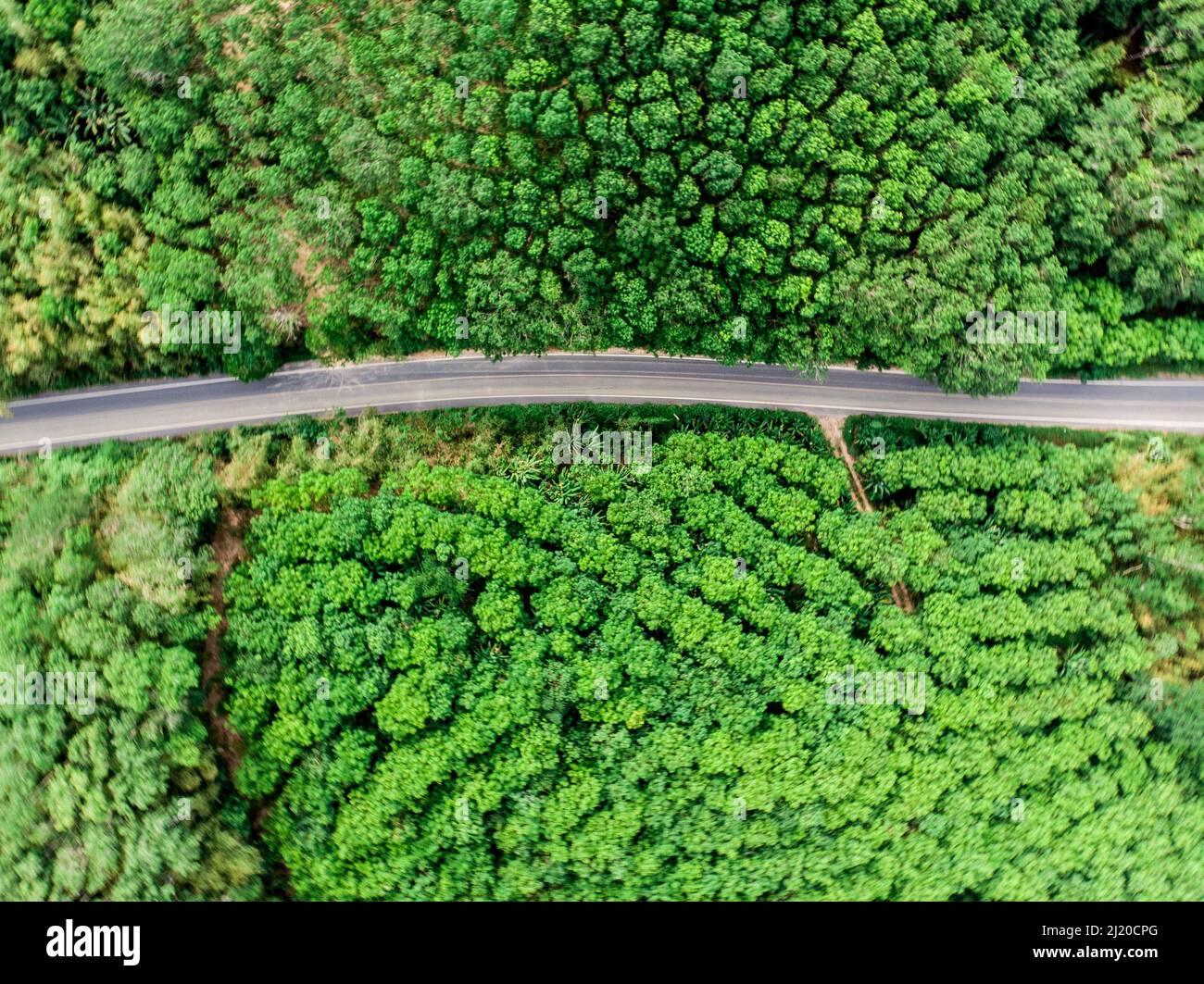 Aerial view of a asphalt road in the middle of the tropical green ...